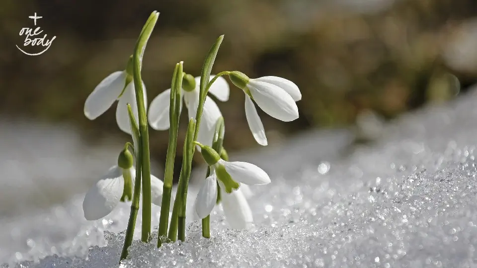 Six signs of an ecumenical springtime | One Body